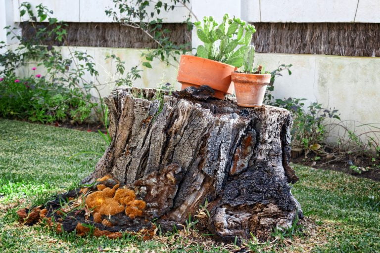 20 Whimsical Ideas for Decorating with Tree Stumps