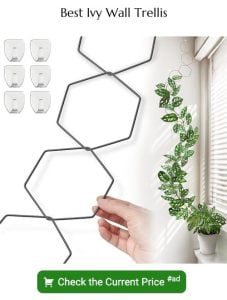 20 Ivy Wall Ideas for a Breathtaking Garden Landscape